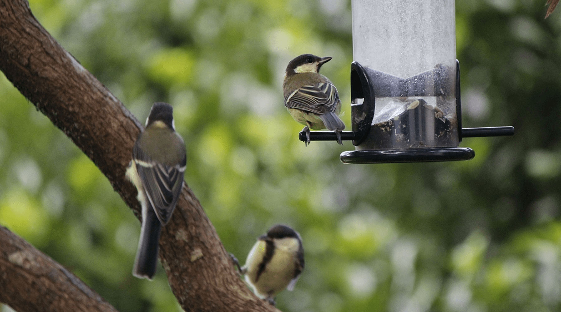 Tips for Feeding the Birds in Your Garden – Choice Stores